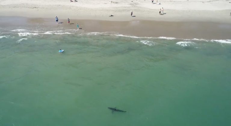 Great White Shark at New Brighton Beach - Santa Cruz - Event Santa Cruz