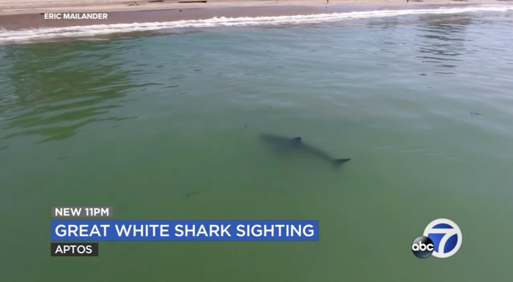 "Sharktober" Great White Shark Caught on Video Swimming Near Santa Cruz ...